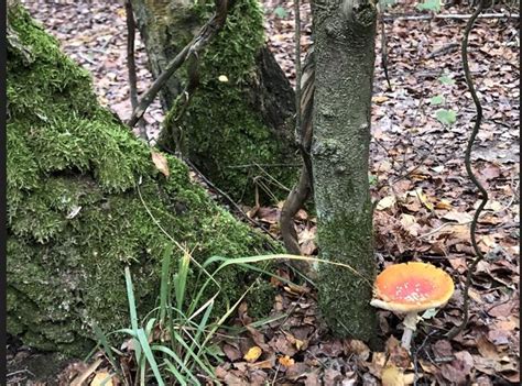 Tree Fungi Identification South East Landbased Training