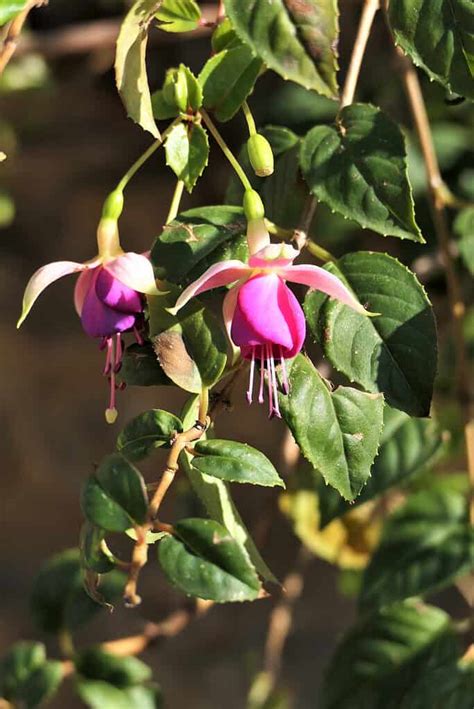 Fuchsia Bonsai Tree Varieties Care And Propagation Tips