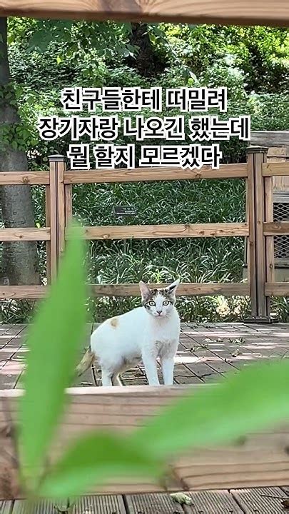 어리둥절 고양이 쥬쥬 고양이 Cat Cute Youtube