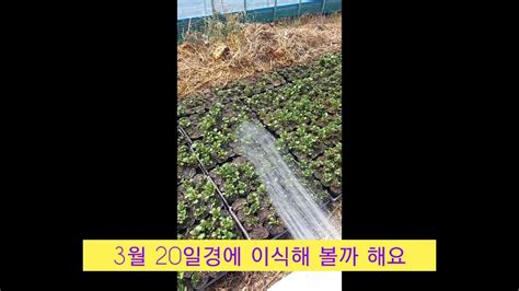 감자 포트 재배 2 모종 발아 Youtube