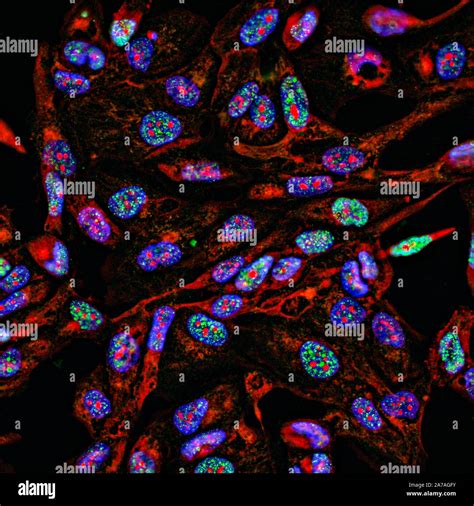 Cell Staining For Immunofluorescence Microscopy At Robert Parsley Blog