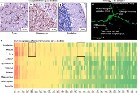 Microglia In Neurodegeneration Pmc