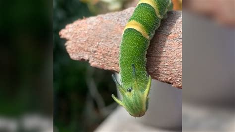 Dragon Caterpillar