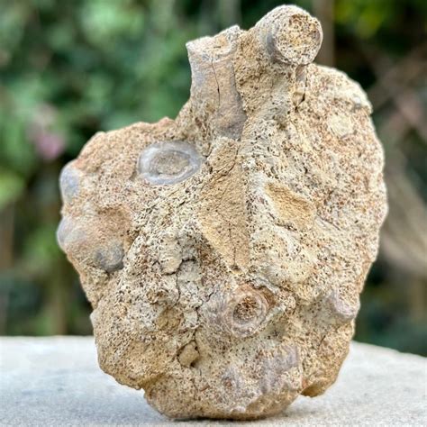 Serpulid Cycloserpula Intestinalis Jurassic Coast Fossil Worm Kimmeridge Clay Uk Fossils