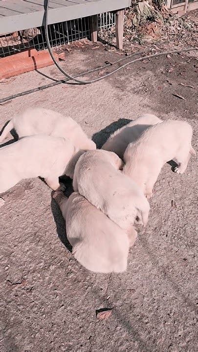 맛있는 고기 덩어리 놓고 서열다툼 Youtube