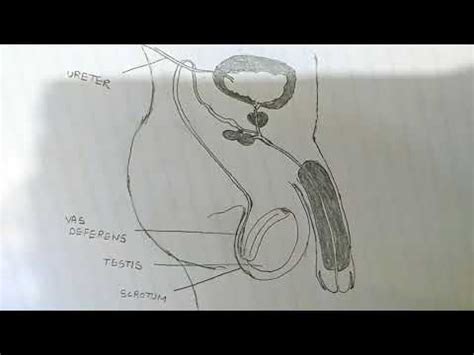 How To Draw Male Reproductive System Diagram Easily Class 12th Diagram