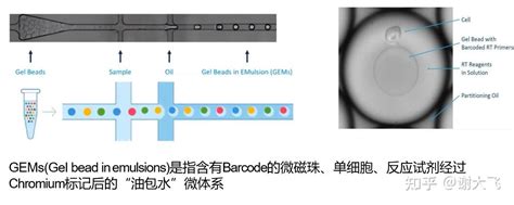 10x单细胞测序原理 知乎