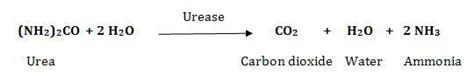 Urease Test Principle Procedure Results • Microbe Online