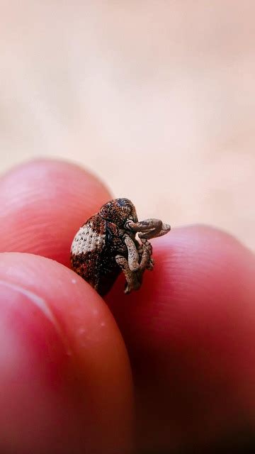 True Weevil Insect Bug Free Photo On Pixabay Pixabay