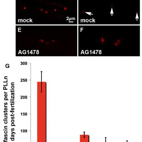 Schwann Cells Arrested At The Promyelinating Stage Inhibit Neurofascin Download Scientific