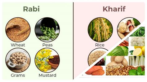Rabi And Kharif Crops Agriculture Information Bank