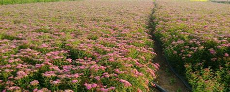 日本绣线菊花期是几月份 苗木百科 中国花木网