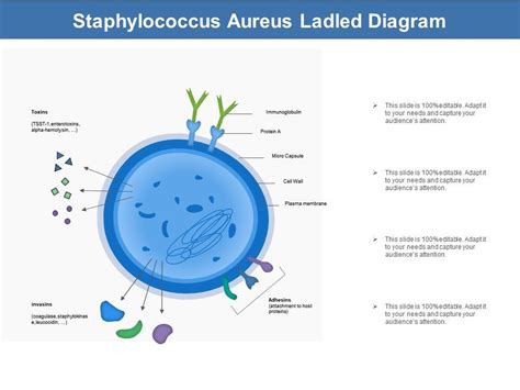 Staphylococcus Aureus Ladled Diagram Powerpoint Presentation Sample
