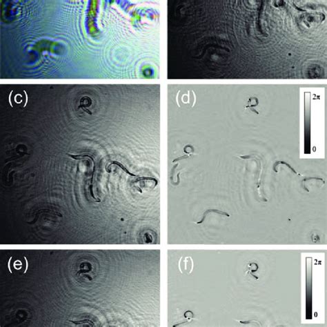 4 A Single Shot Diffraction Pattern Of C Elegans B Reconstructed