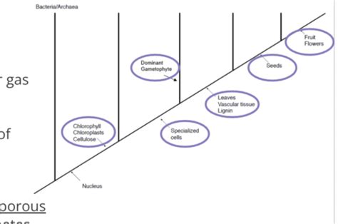 Biol 112 Exam 1 Lab 5 Flashcards Quizlet