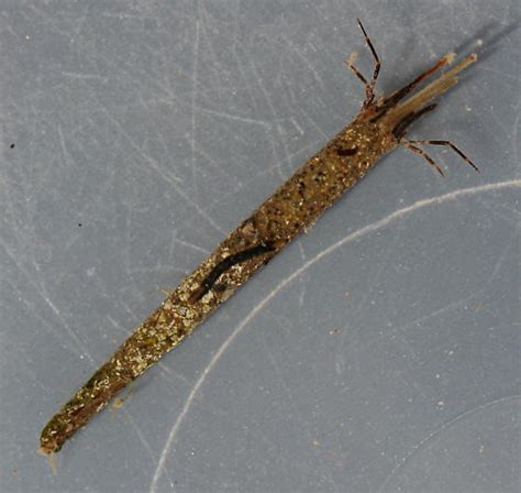 Nectopsyche Voucher Specimen In Alcohol Nectopsyche Bugguidenet