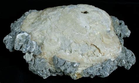 Calcite Crystal Filled Clam Fossil For Sale FossilEra Com