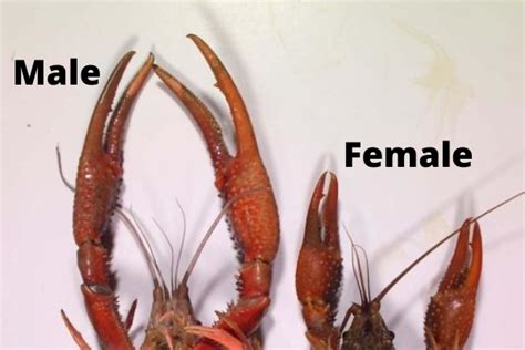Male Crayfish Vs Female Crayfish