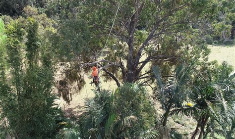 About Us Dynamic Tree Works