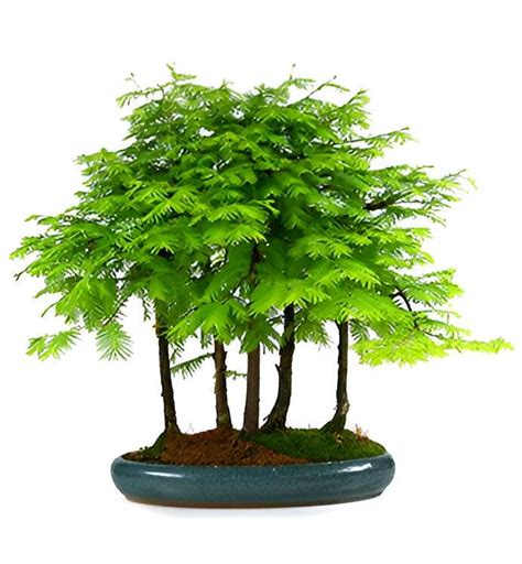 Metasequoia Bonsai Tree Seeds The Fossil Tree 150 Million Years Old
