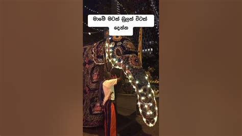 බුලත් විට කකා පෙරහරේ යන අලි පැංචා🤣 කම්මැලි කමට විටක් කමුද Youtube