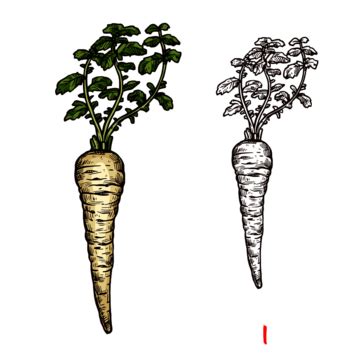 Parsnip PNG Vector PSD And Clipart With Transparent Background For Free Download Pngtree