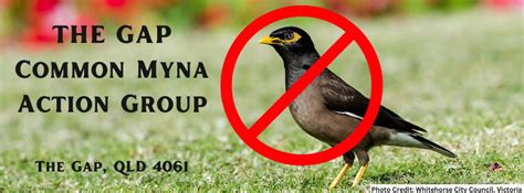 The Gap Common Myna Action Group 4061