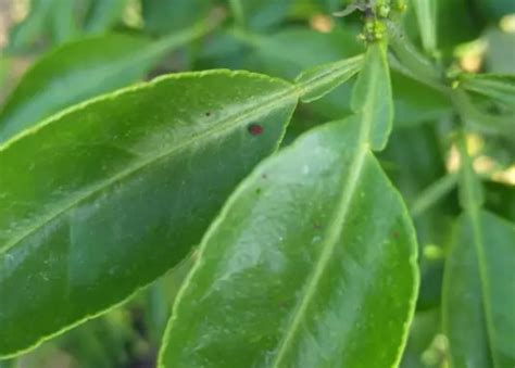 柑橘红蜘蛛总是打不死果农掌握几个小技巧少用药效果好 药剂