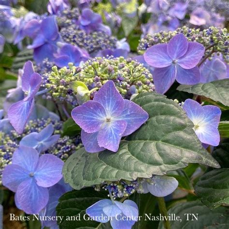 3 Hydrangea Mac Endless Summer Pop Star Bigleaf Compact Mophead Repeat Blue Or Pink