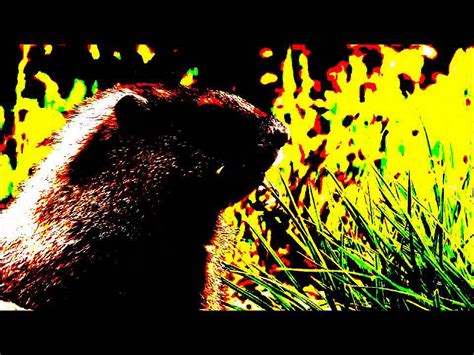 Invicible Cube Clip Wild Life Theme Youtube