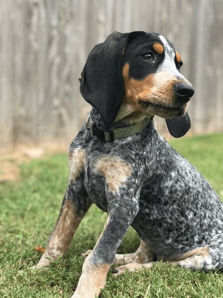 Red And Blue Tick Hound Puppies