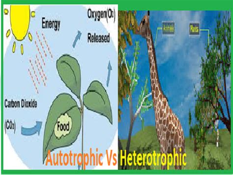 What Is The Difference Between The Autotrophic And Heterotrophic Modes Of Nutrition