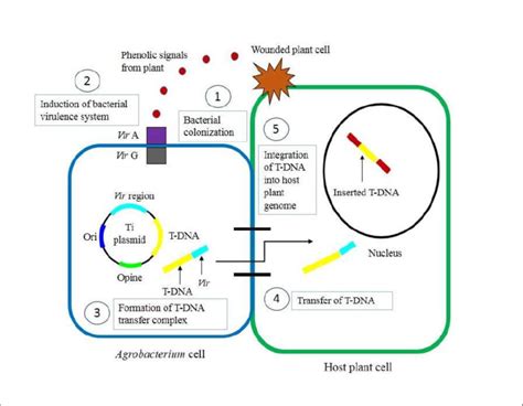 Agrobacterium Mediated Plant Transformation Process Source Modified Download Scientific