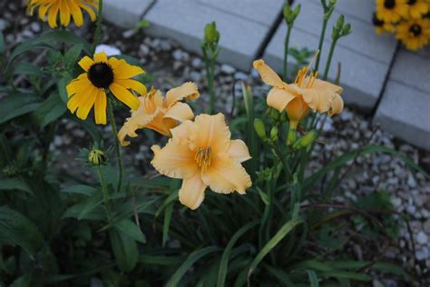 Daylily Of The Day Apricot Sparkles In The Plants Of The Day Forum