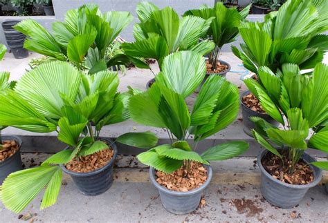 10 ต้นไม้ทนแดดให้ร่มเงา ใบไม่ร่วง ไม่ต้องกวาดพื้นบ่อย ๆ อีกต่อไป สกิดข่าว