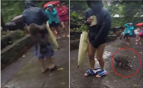 Naughty Monkey Hilariously Pulls Man S Shorts Down To Steal His Banana