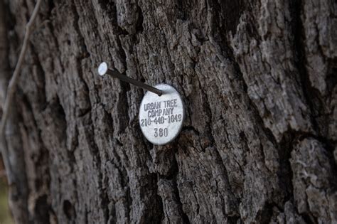 Tree Survey Services Urban Tree Company