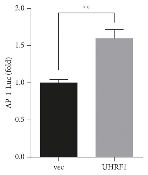 Uhrf1 Activated The Transcriptional Function Of C Jun Ap 1 Uhrf1 Or A
