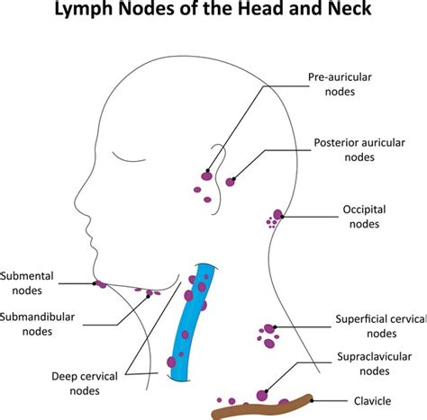 Occipital Lymph Node Submental Lymph Nodes Wikipedia