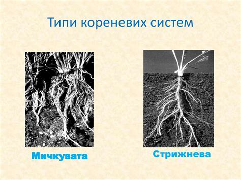 7кл Покритонасінні НУШ Ppt презентация онлайн