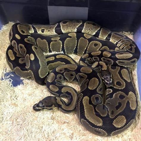Scaleless Head Ball Pythons