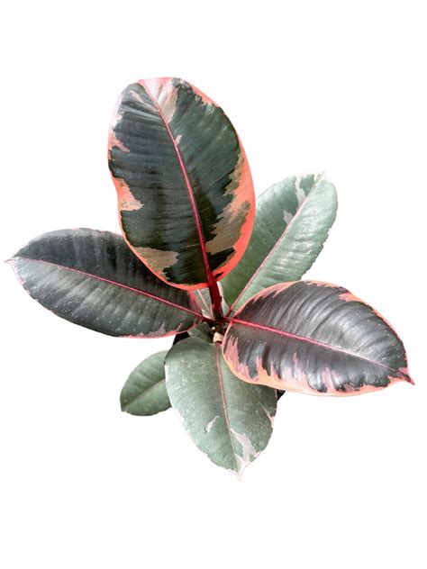 Ficus Rubber Tree Ruby Watsons Greenhouse Ficus Rubber Tree Ruby Watsons Greenhouse