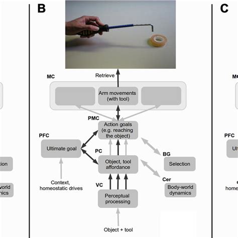 A Model Of Tool Body Assimilation In The Model The Visual Cortex