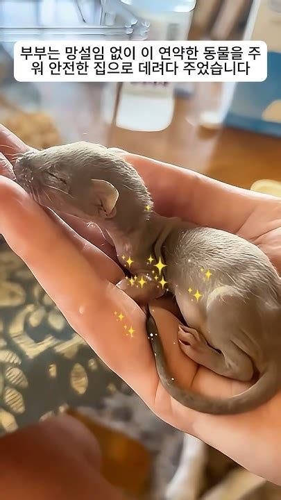 한 부부가 도로에서 아기담비를 구조했습니다 Youtube