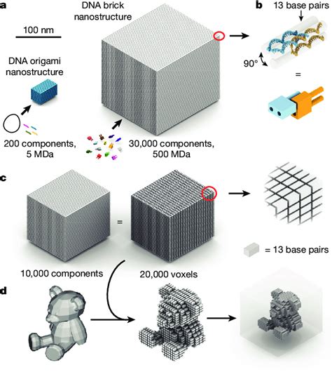 2d 3d Dna Nanostructures