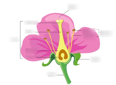 Diagram Of Biol 125 Chap 38 Reproduction Quizlet