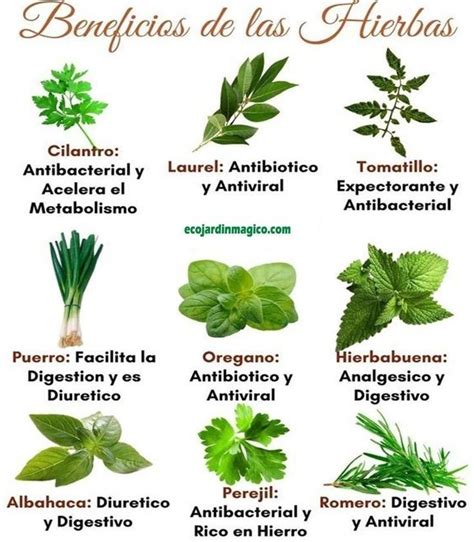 Pin De Patricia Moreno En Hierbas 🌲 Hierbas Curativas Hierbas Hierbas Naturales