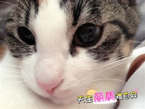 給逗比一樣存在的喵星人拍個照片真不容易 每日頭條