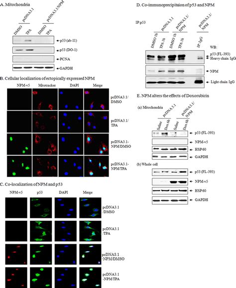 Npm Suppresses Mitochondrial P53 Levels A Suppression Of