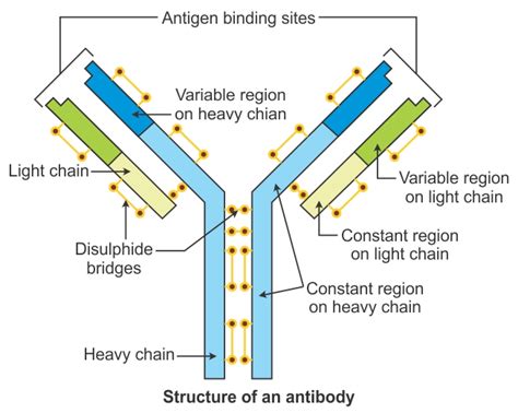 Label The Diagram Of An Antibody Structure